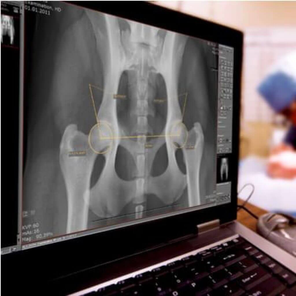 X-Ray | VetArt Veterinary Clinic